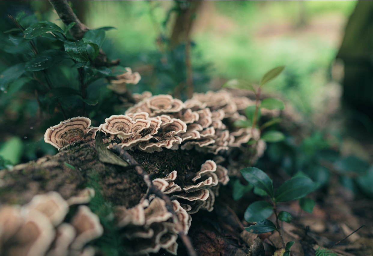 Turkey Tail Trametes Versicolor Liquid Culture Syringe SoFlo Fungi turkey-tail-trametes-versicolor-liquid-culture-syringe-soflo-fungi
