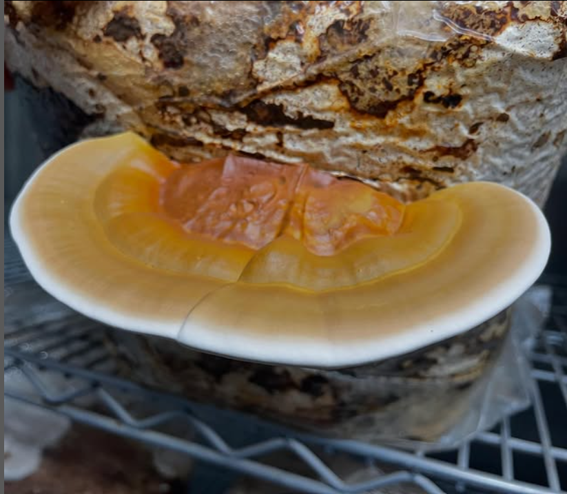Florida Reishi (Ganoderma sp.) - Liquid Culture Syringe - SoFlo Fungi